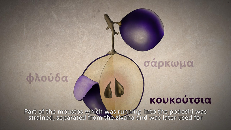 Multimedia – Squid Studios